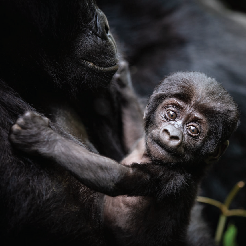 The Science of Hope - Exisle Publishing